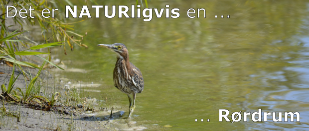 Rørdrum – Københavns Kogræsserlaug