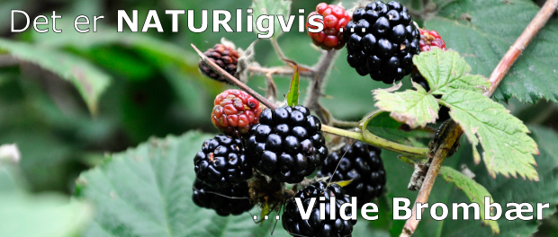 Vilde Brombær – Københavns Kogræsserlaug