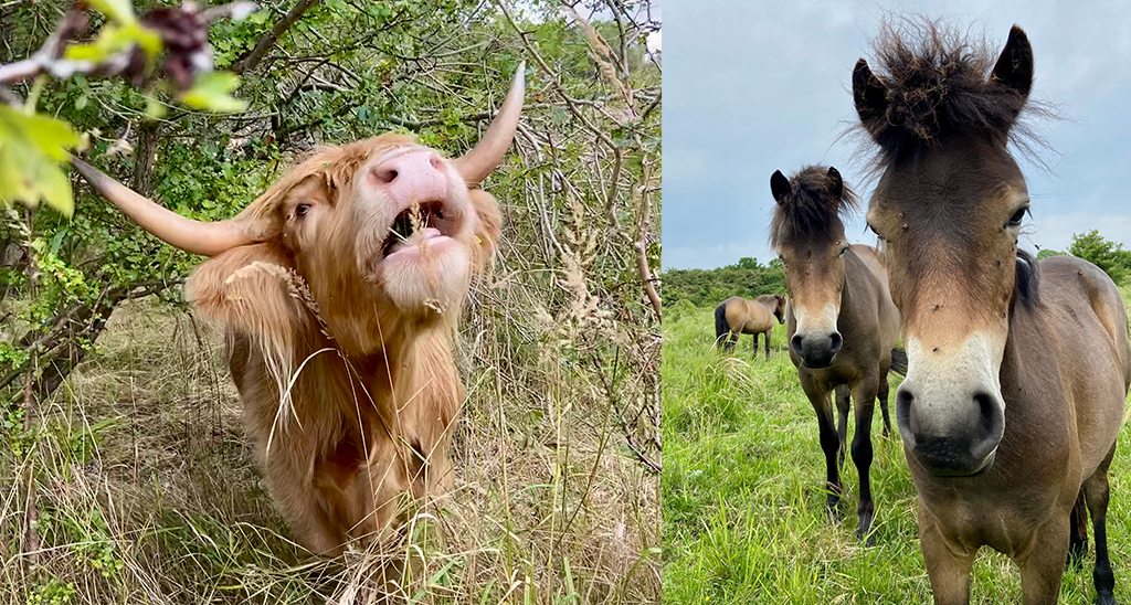 Læskur til hestene, vintertilsyn og meget mere – Københavns Kogræsserlaug